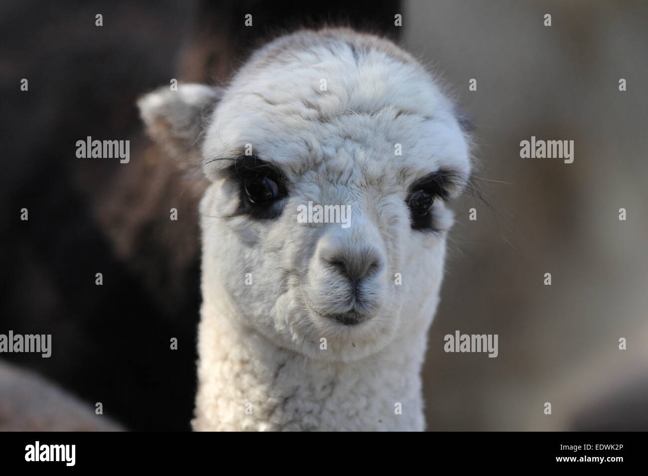 Llama Eyelashes