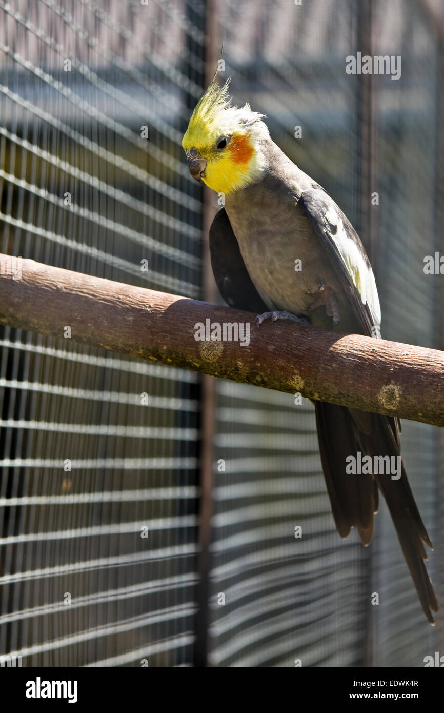 Cockatoo (crested) parrot (Nymphicus Hollandicus), lives in Australia ...