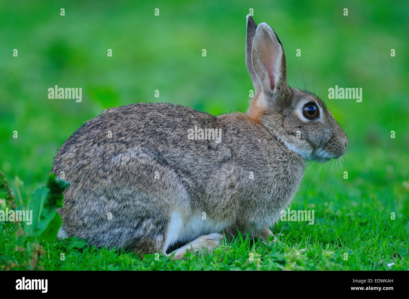 RABBIT Oryctolagus cuniculus Stock Photo - Alamy