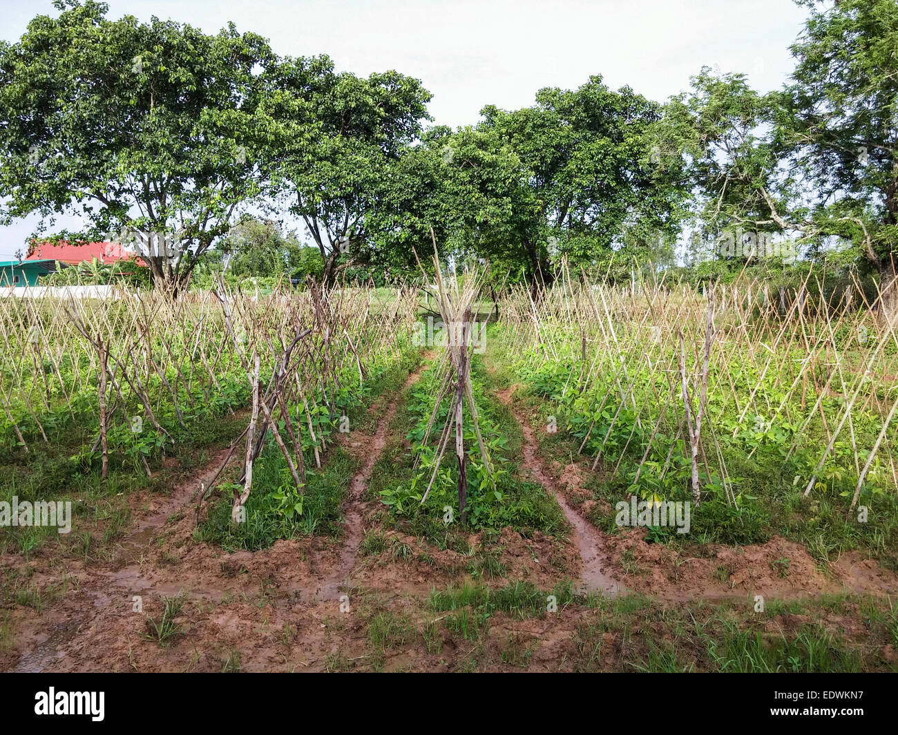 Vegetable plantation behind the rural village Stock Photo - Alamy