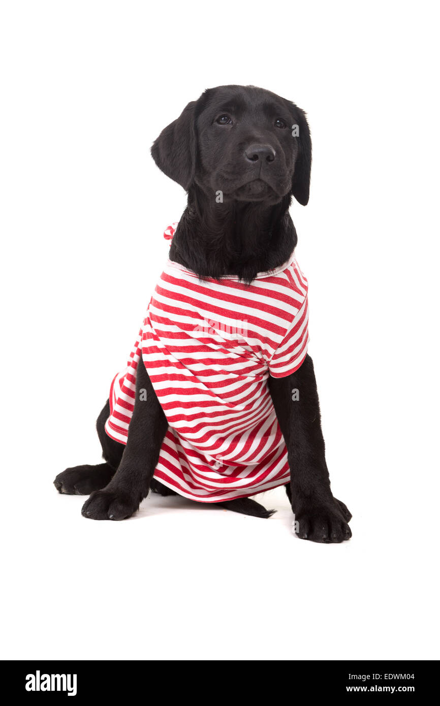 Studio photo of a baby labrador retriever, isolated over a white ...