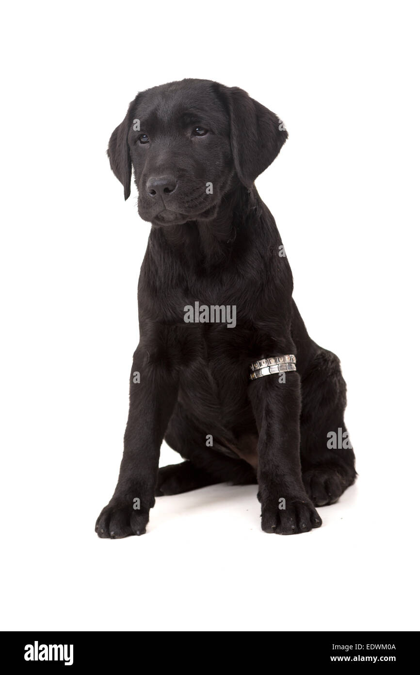 Studio photo of a baby labrador retriever, isolated over a white ...