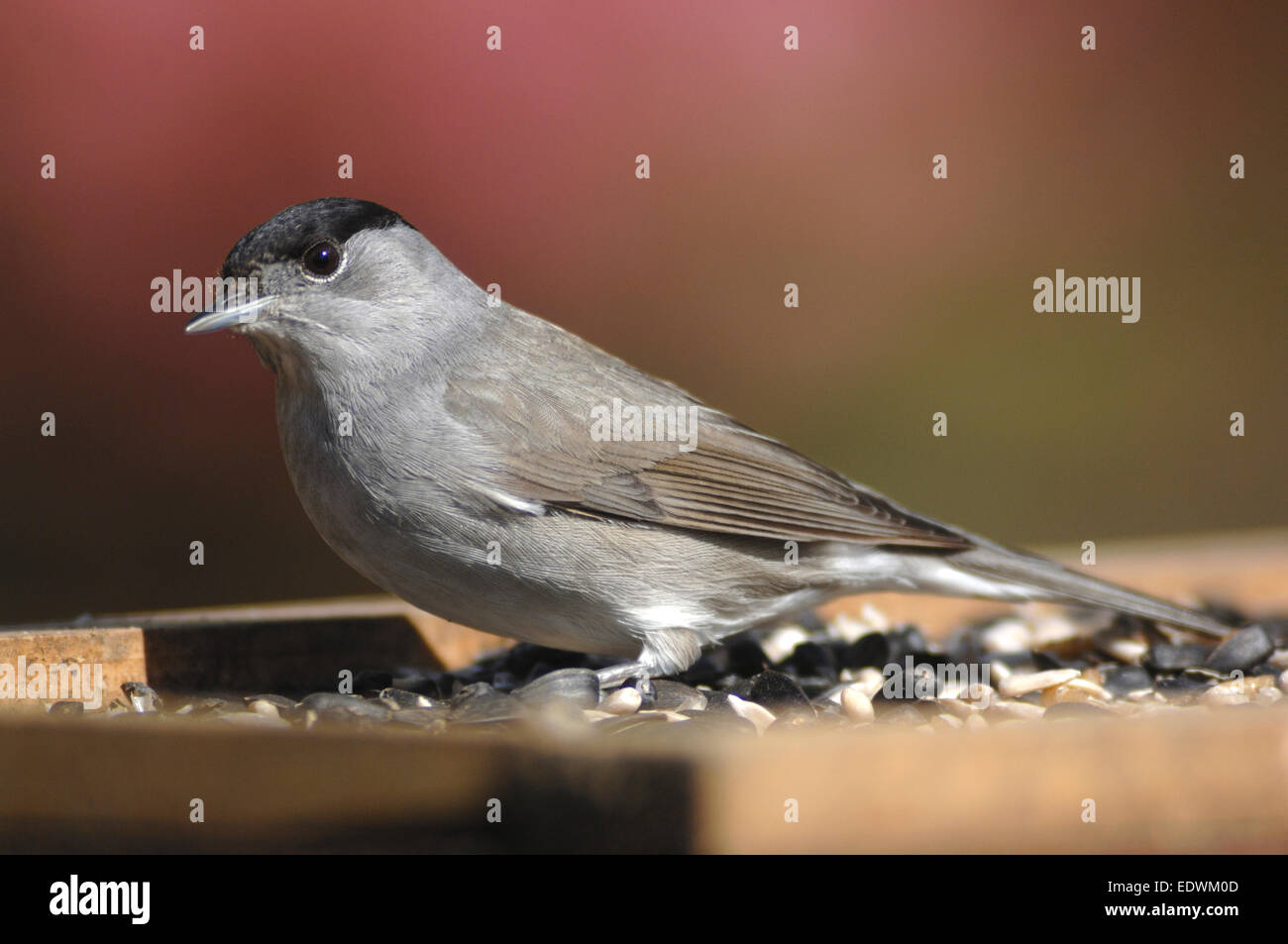 Blackcap Bird Stock Photos & Blackcap Bird Stock Images - Alamy