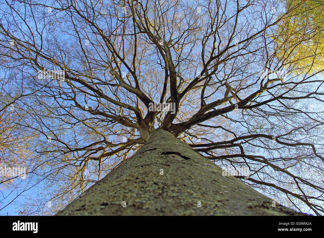 Big tree looking upwards view over blue sky background Stock Photo - Alamy