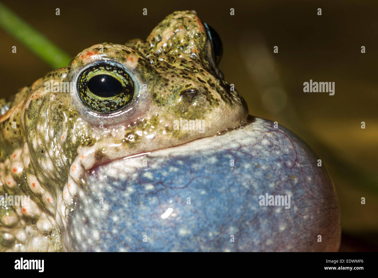 Natterjack toad (Epidalea calamita) croaking in breeding pool, Norfolk ...