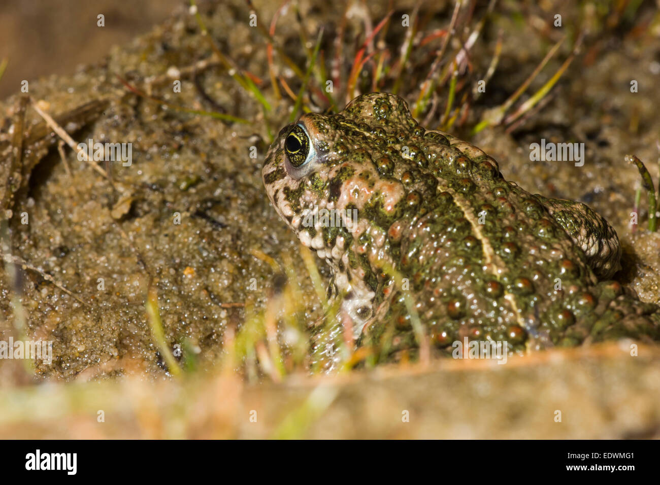 Natterjack toad (Epidalea calamita) breeding behaviour, Norfolk ...