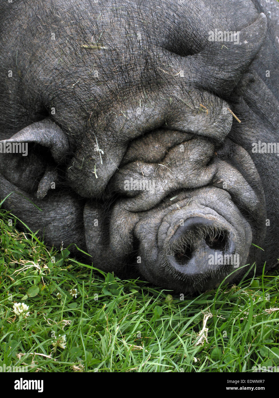 Sleeping Pot-bellied pig Stock Photo - Alamy
