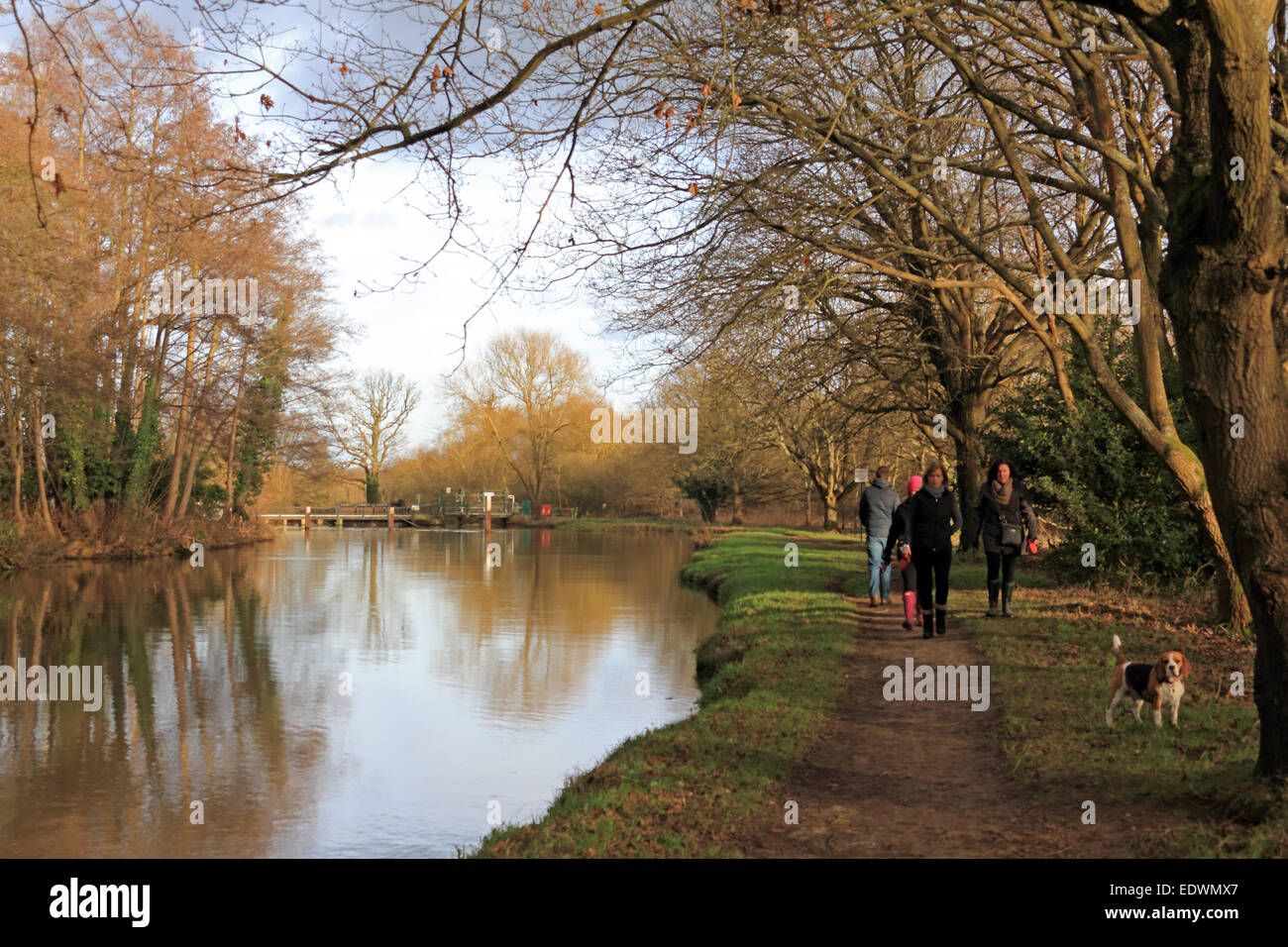 Walsham Lock, Ripley, Surrey, England UK. 10th January 2015. Walking ...