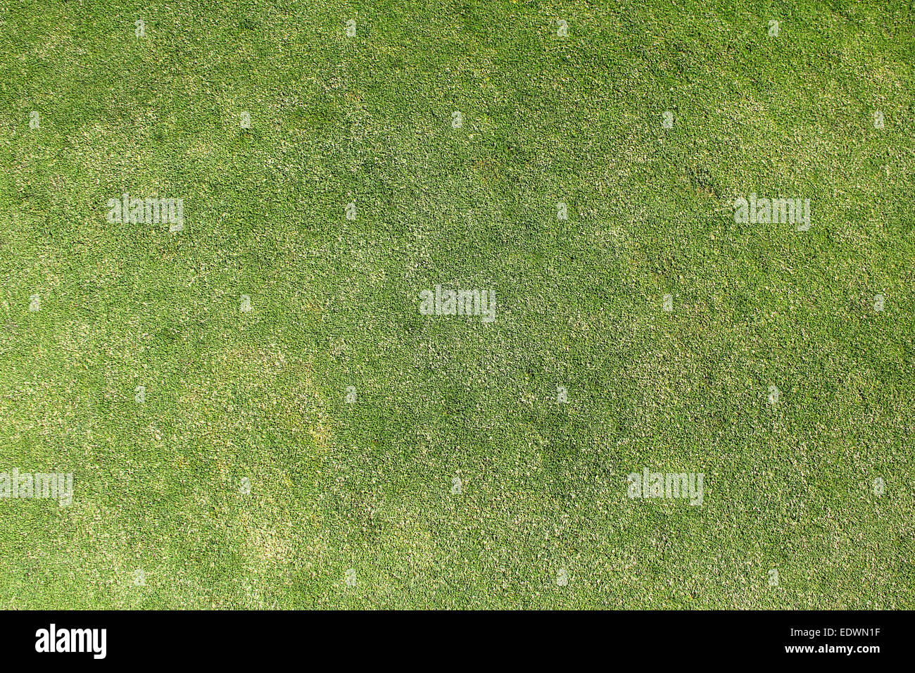Golf green grass texture close-up Stock Photo - Alamy