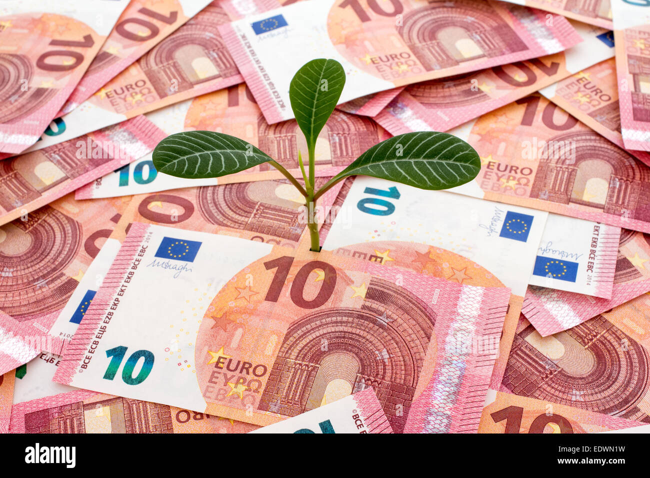 Money euro tree hi-res stock photography and images - Alamy