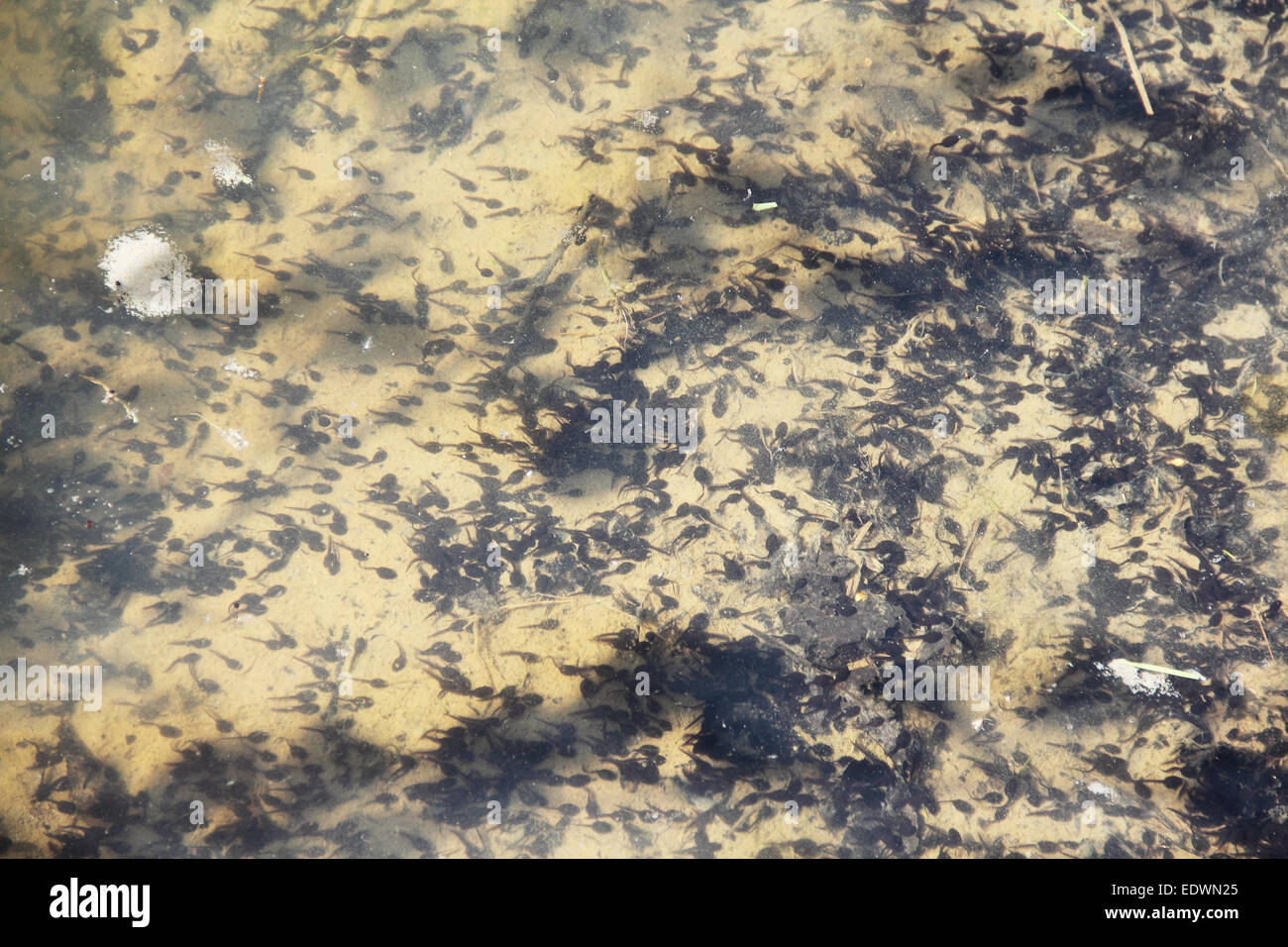 Many Tadpoles in the pond close up view Stock Photo - Alamy