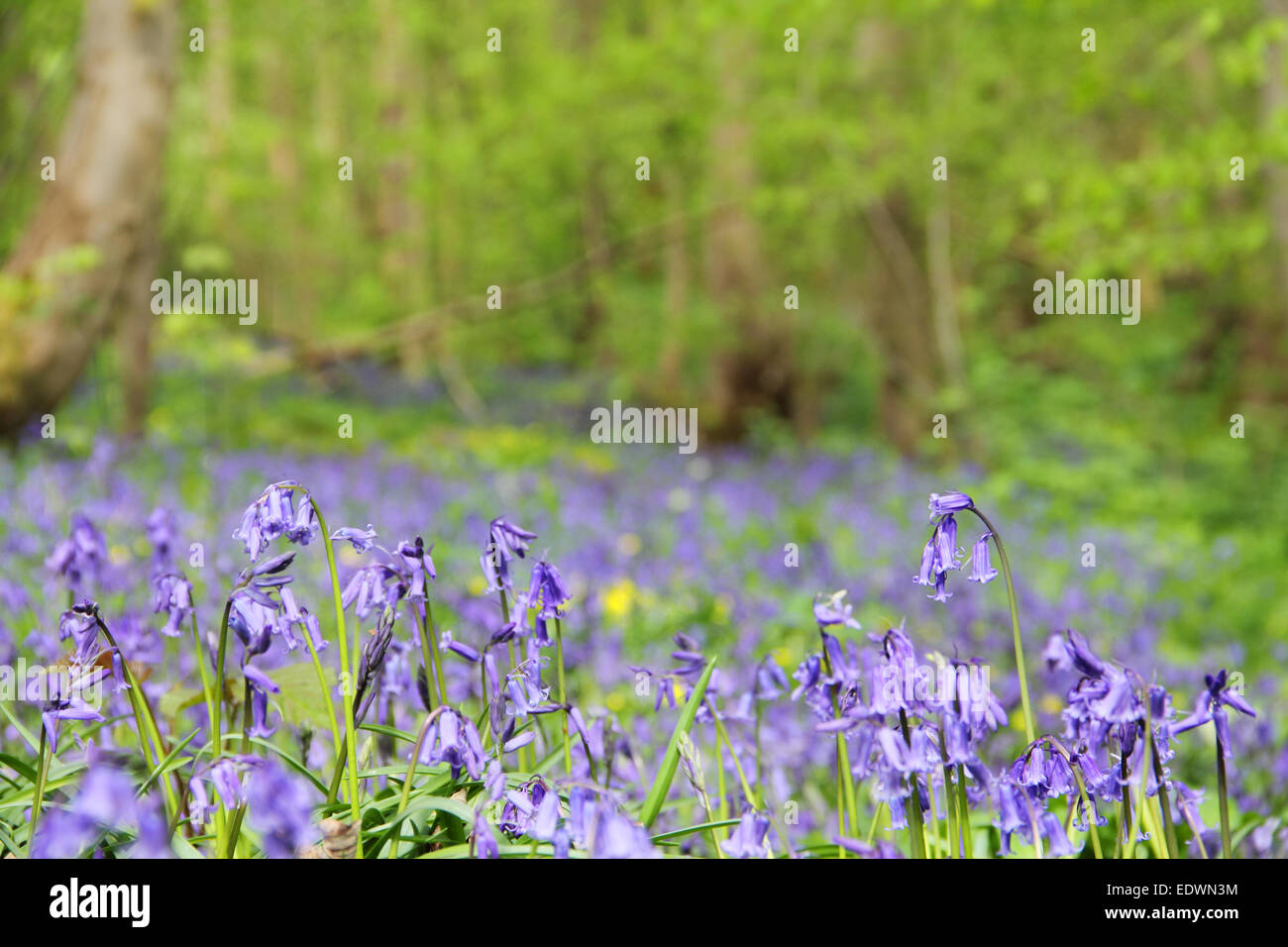 Beautiful landscape with Bluebell flowers in spring forest Stock Photo ...