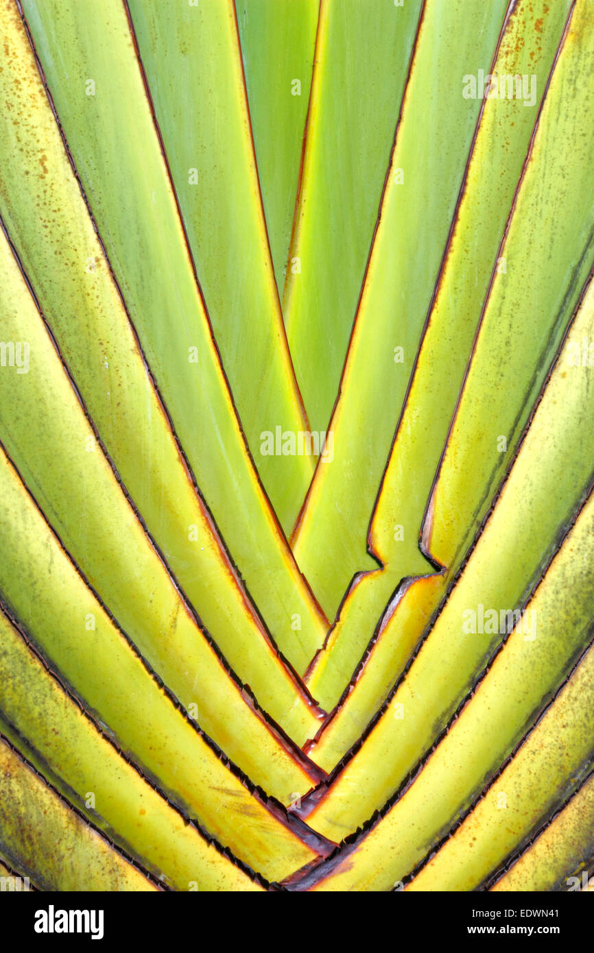 Close up beautiful palm leaves hi-res stock photography and images - Alamy