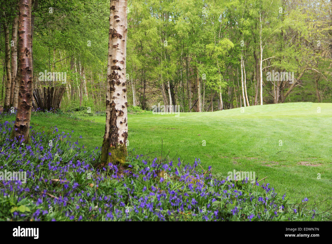 Beautiful landscape with Bluebell flowers in spring forest Stock Photo ...