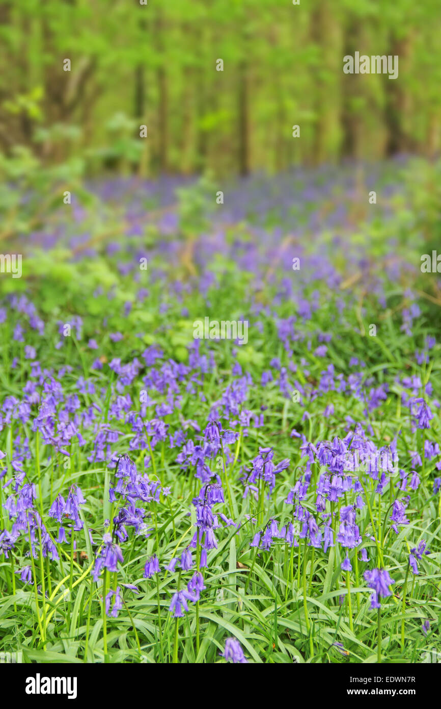 Beautiful landscape with Bluebell flowers in spring forest Stock Photo ...