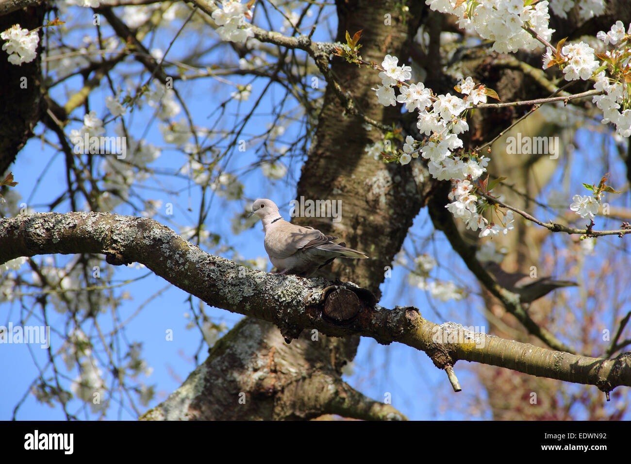 Wild Pigeon on bloomming apple tree with flowers Stock Photo - Alamy