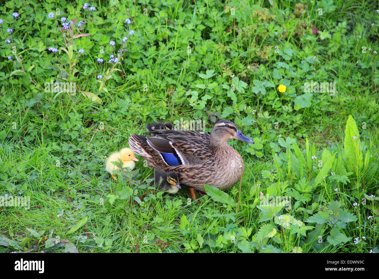 Female duck child ducklings hi-res stock photography and images - Alamy