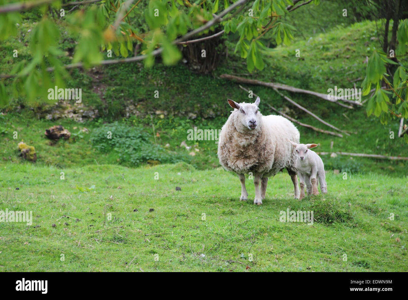 Baby lamb mother hi-res stock photography and images - Alamy