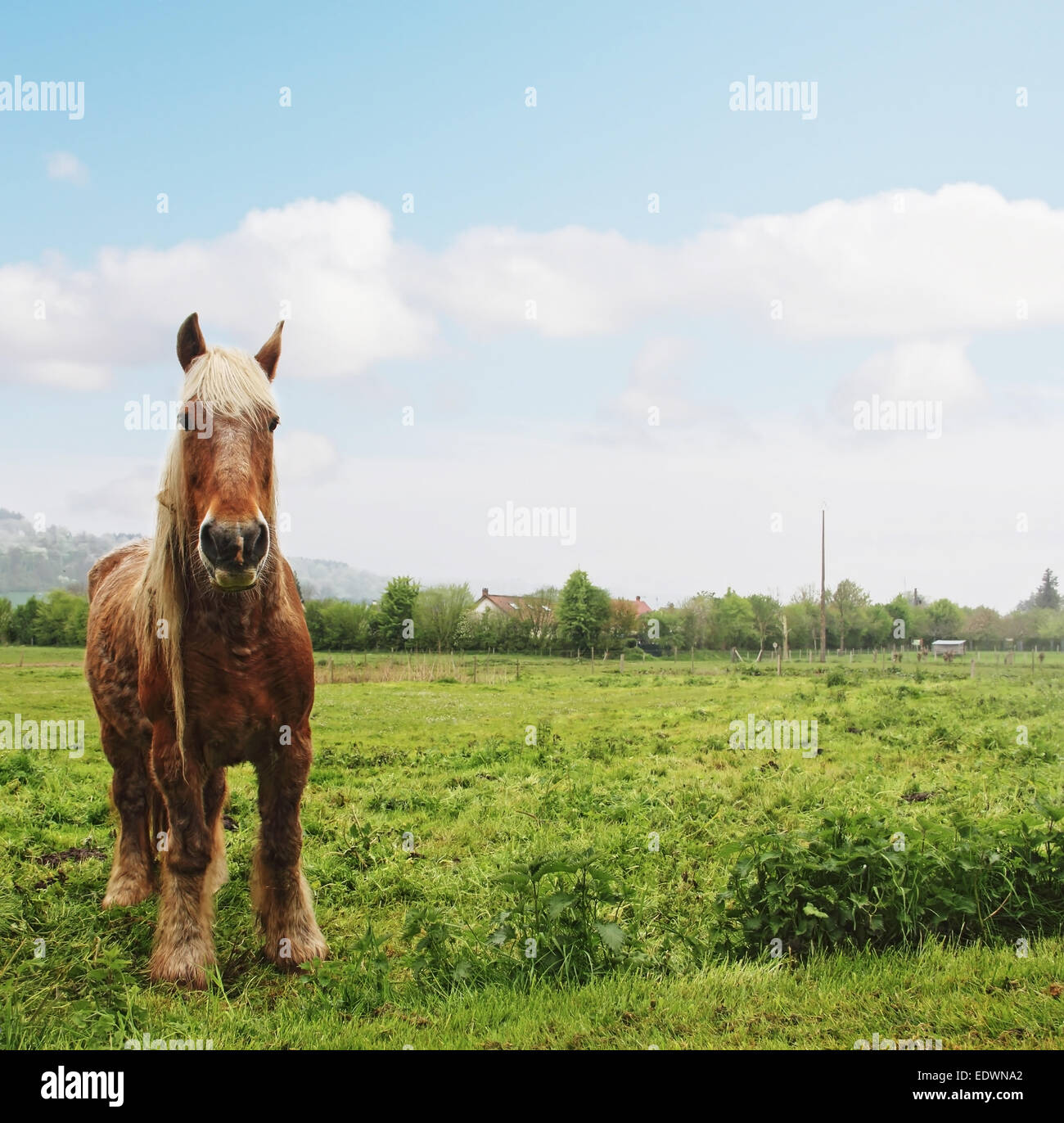 Percheron horse hi-res stock photography and images - Alamy