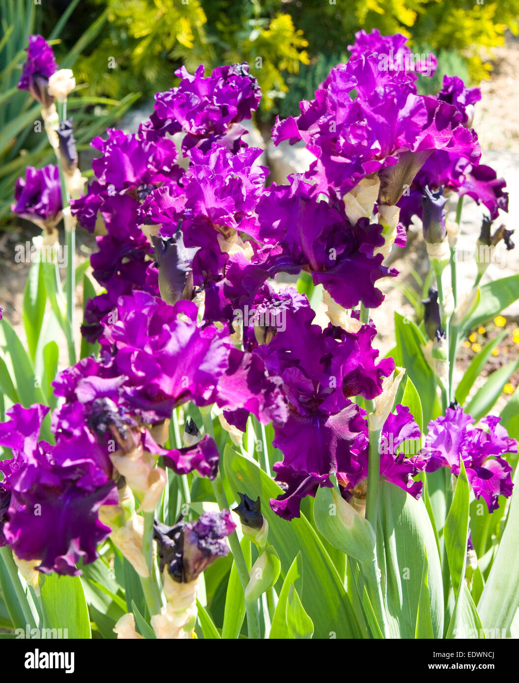 Few violet irises, sort "Diabolijue", collection of Nikitskiy botanic ...