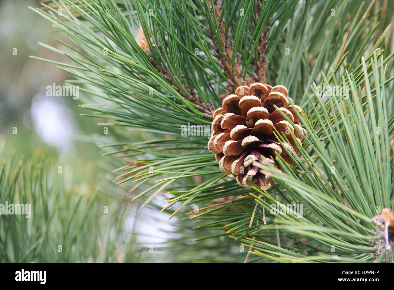 Season branch hi-res stock photography and images - Alamy