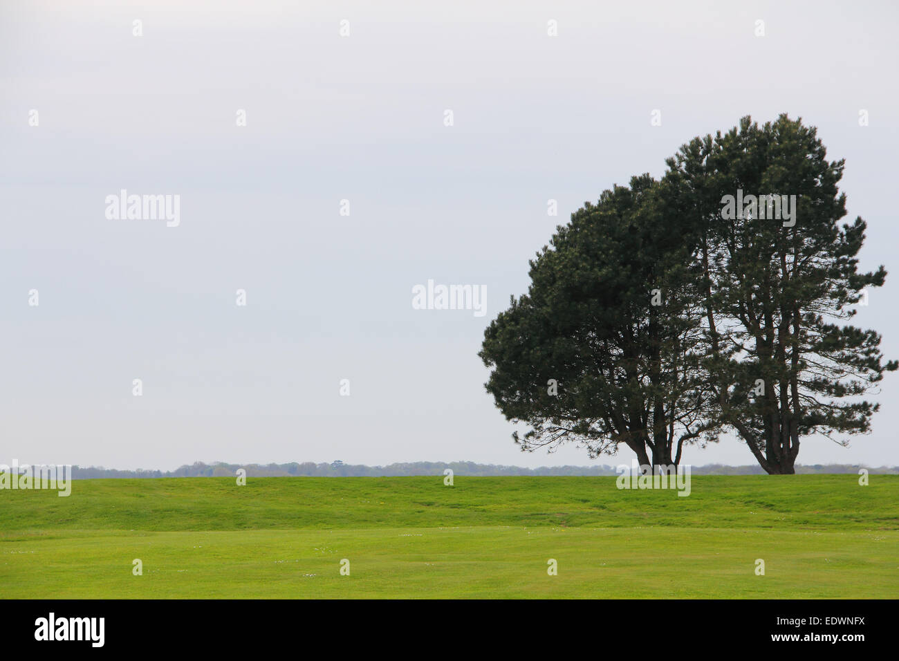 Plain trees tree hi-res stock photography and images - Alamy
