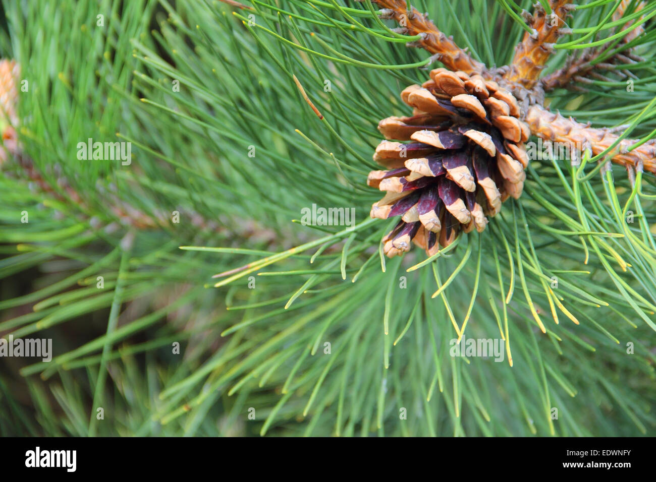 Cone of tree hi-res stock photography and images - Alamy