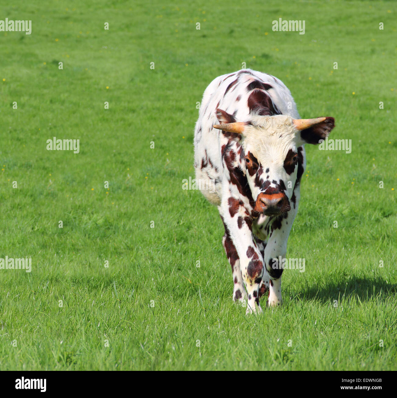 Beautiful cow grazing hi-res stock photography and images - Alamy
