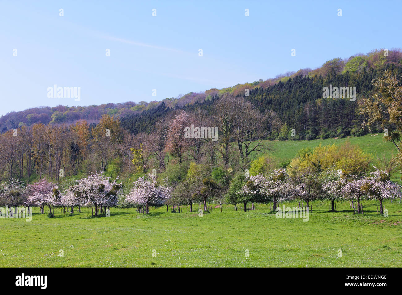 Apple tree flower blossom hi-res stock photography and images - Alamy
