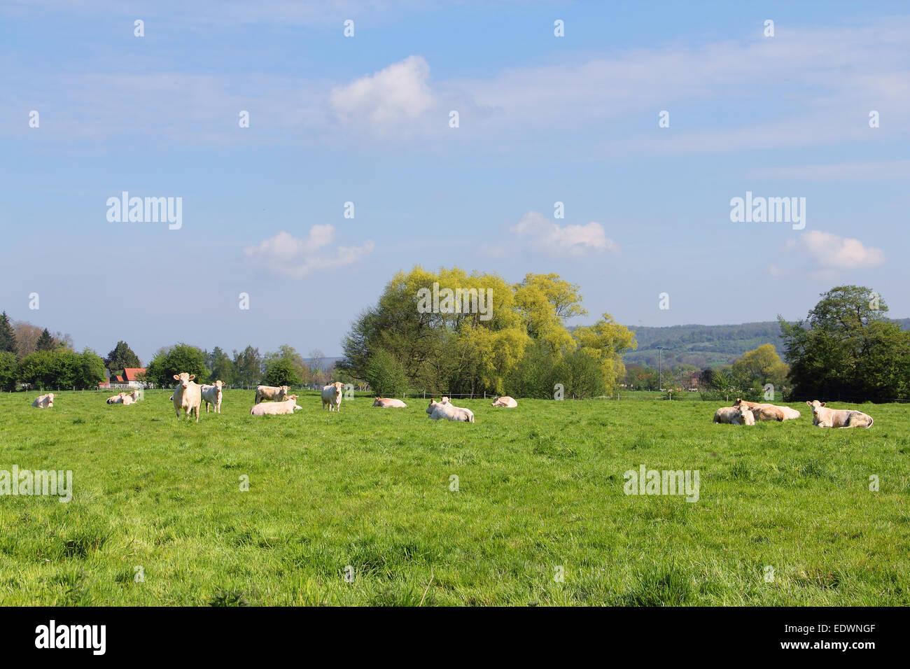 Norman cow hi-res stock photography and images - Alamy