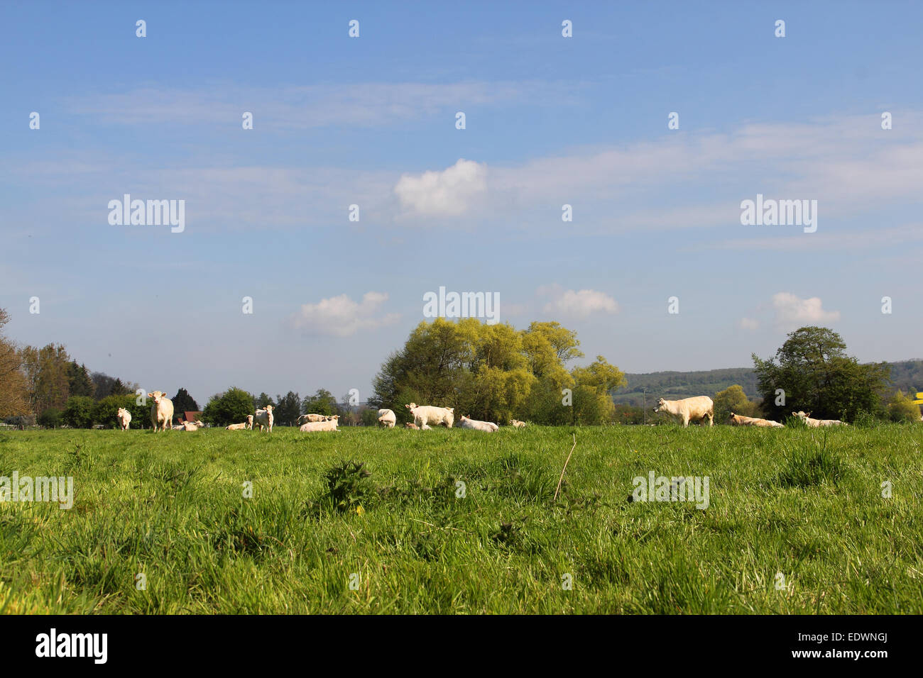 Norman cow hi-res stock photography and images - Alamy