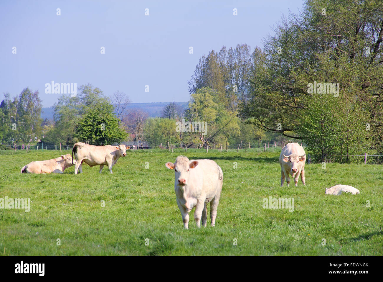 White purebred Normandy cows on summer pasture Stock Photo - Alamy