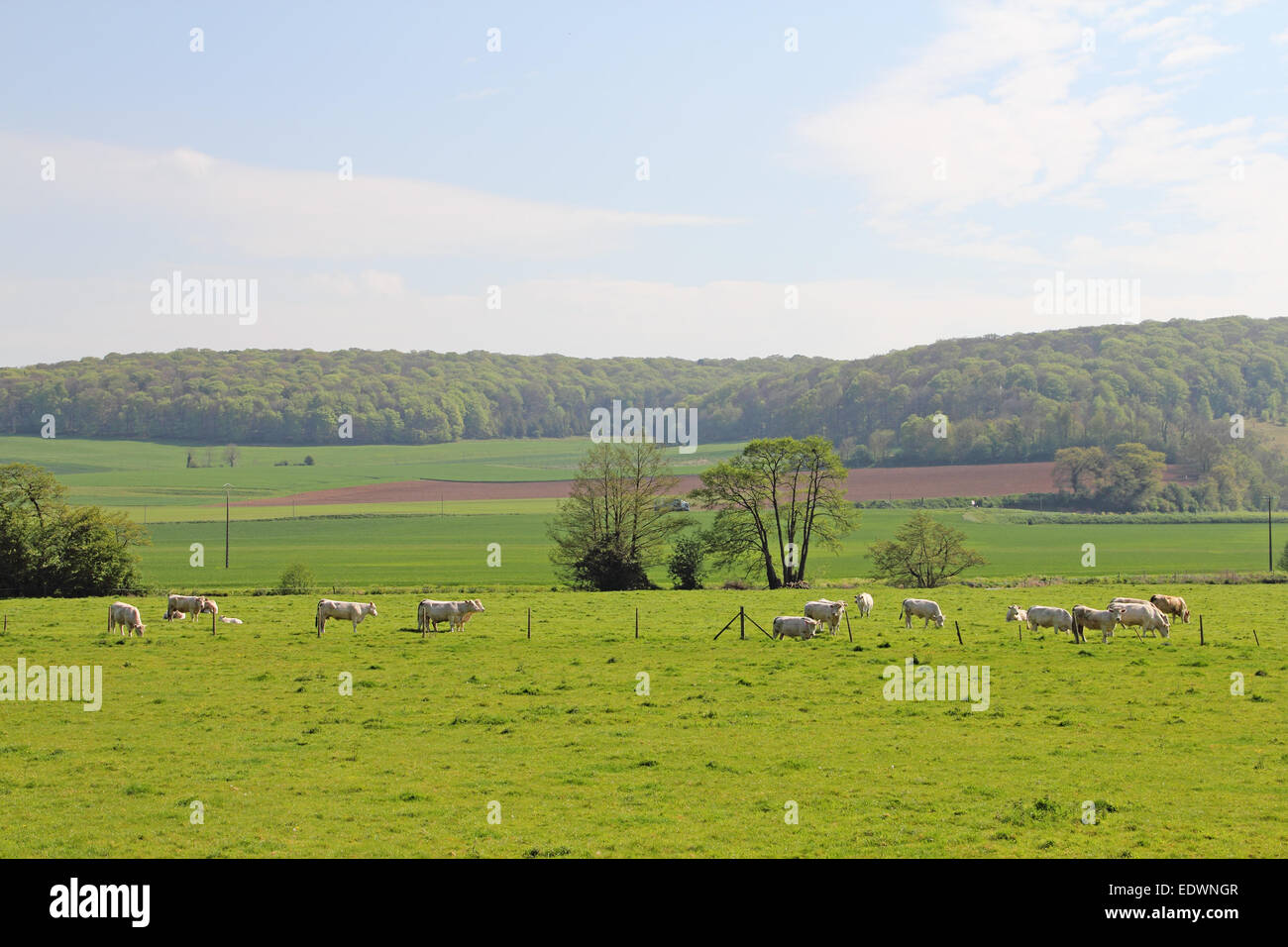 Norman cow and its young calf hi-res stock photography and images - Alamy