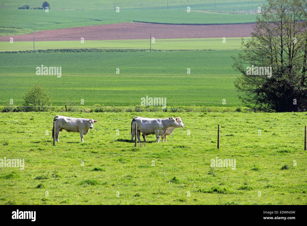 White purebred Normandy cows on summer pasture Stock Photo - Alamy