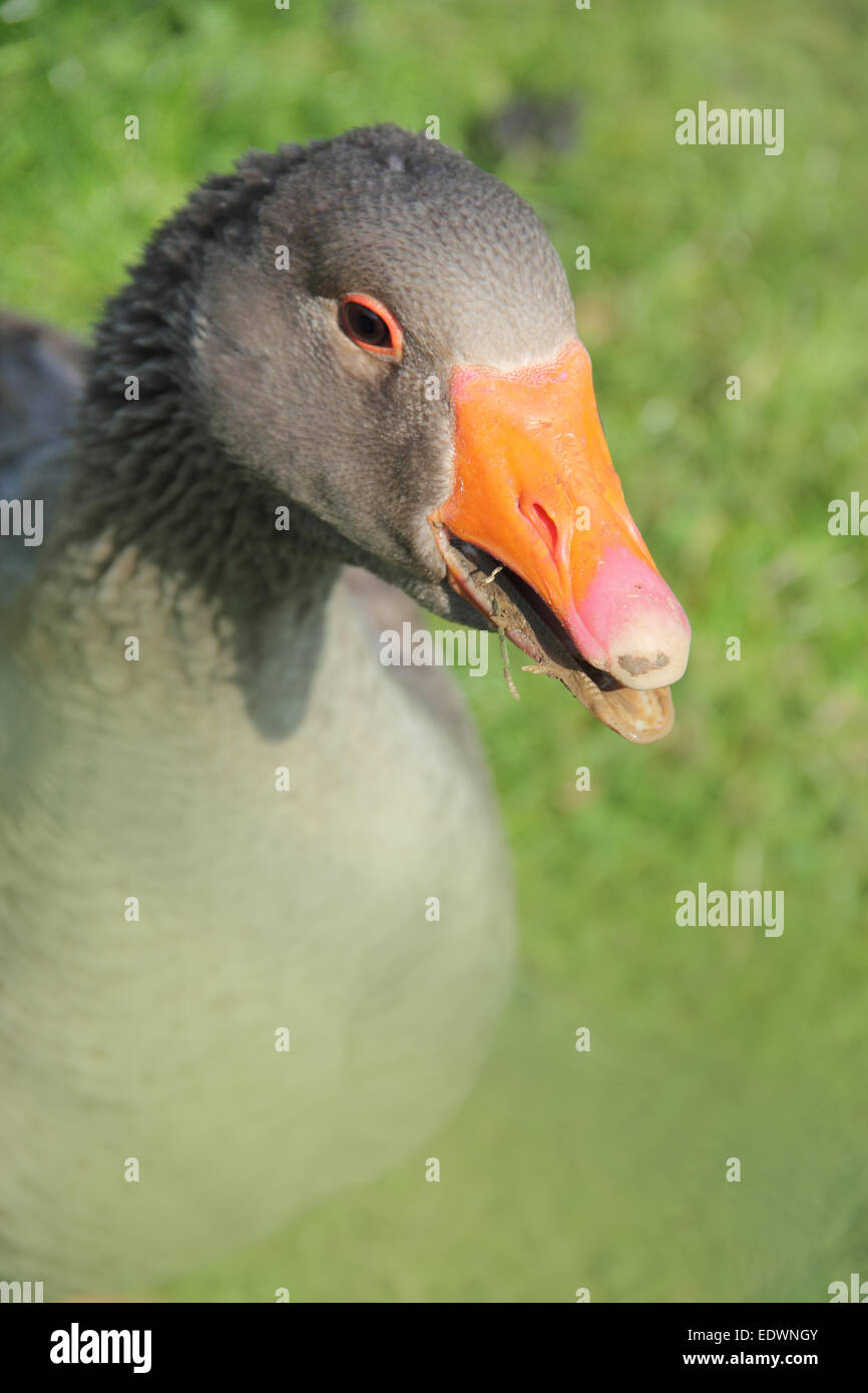 Portrait of a grey goose is in the green lawn Stock Photo - Alamy