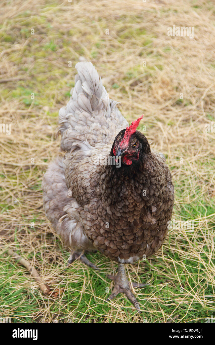 Hen laying egg hi-res stock photography and images - Alamy