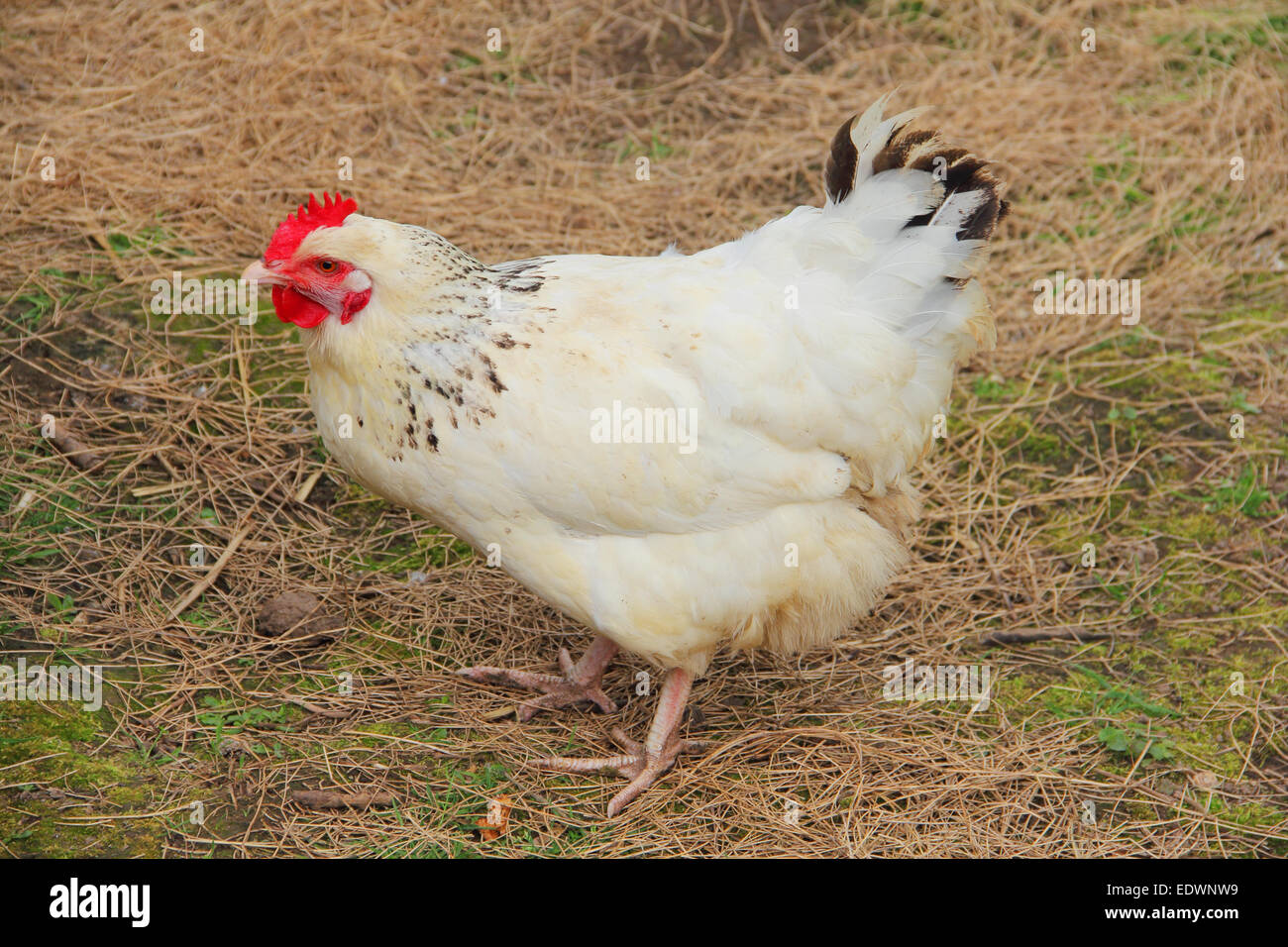 Hen laying egg hi-res stock photography and images - Alamy