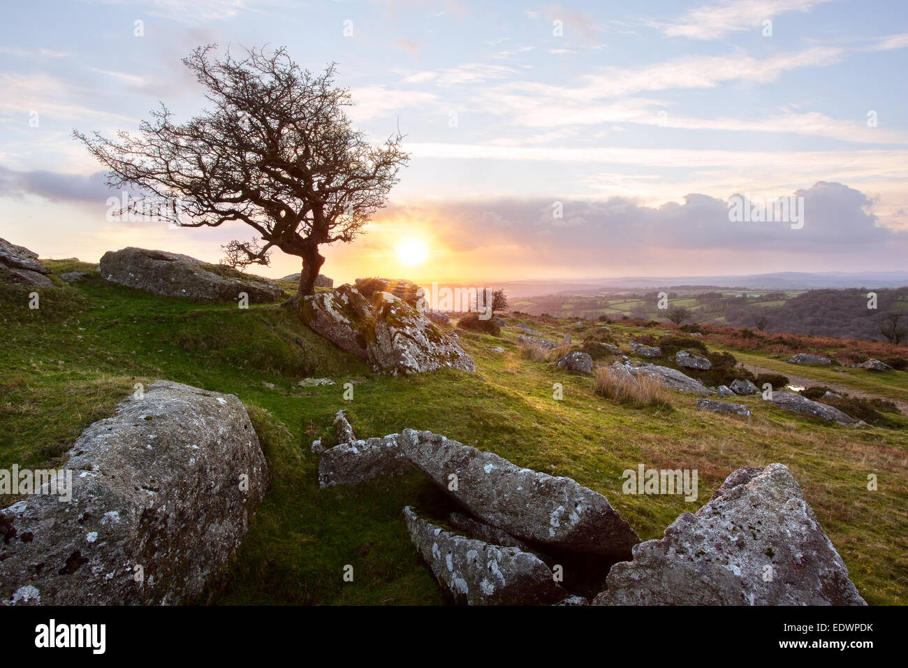 Lone hawthorn tree hi-res stock photography and images - Alamy