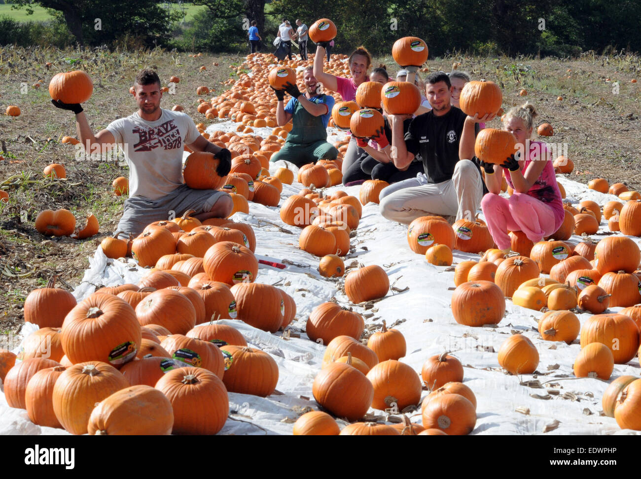 Farm workers harvest a giant crop of pumpkins ready for Halloween in a ...