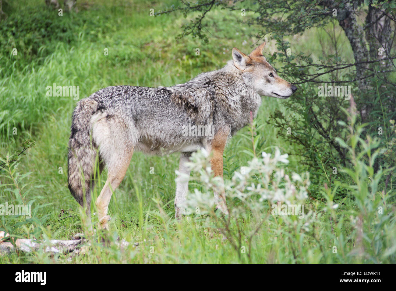 Wild Gray Wolf in forest close-up Stock Photo - Alamy