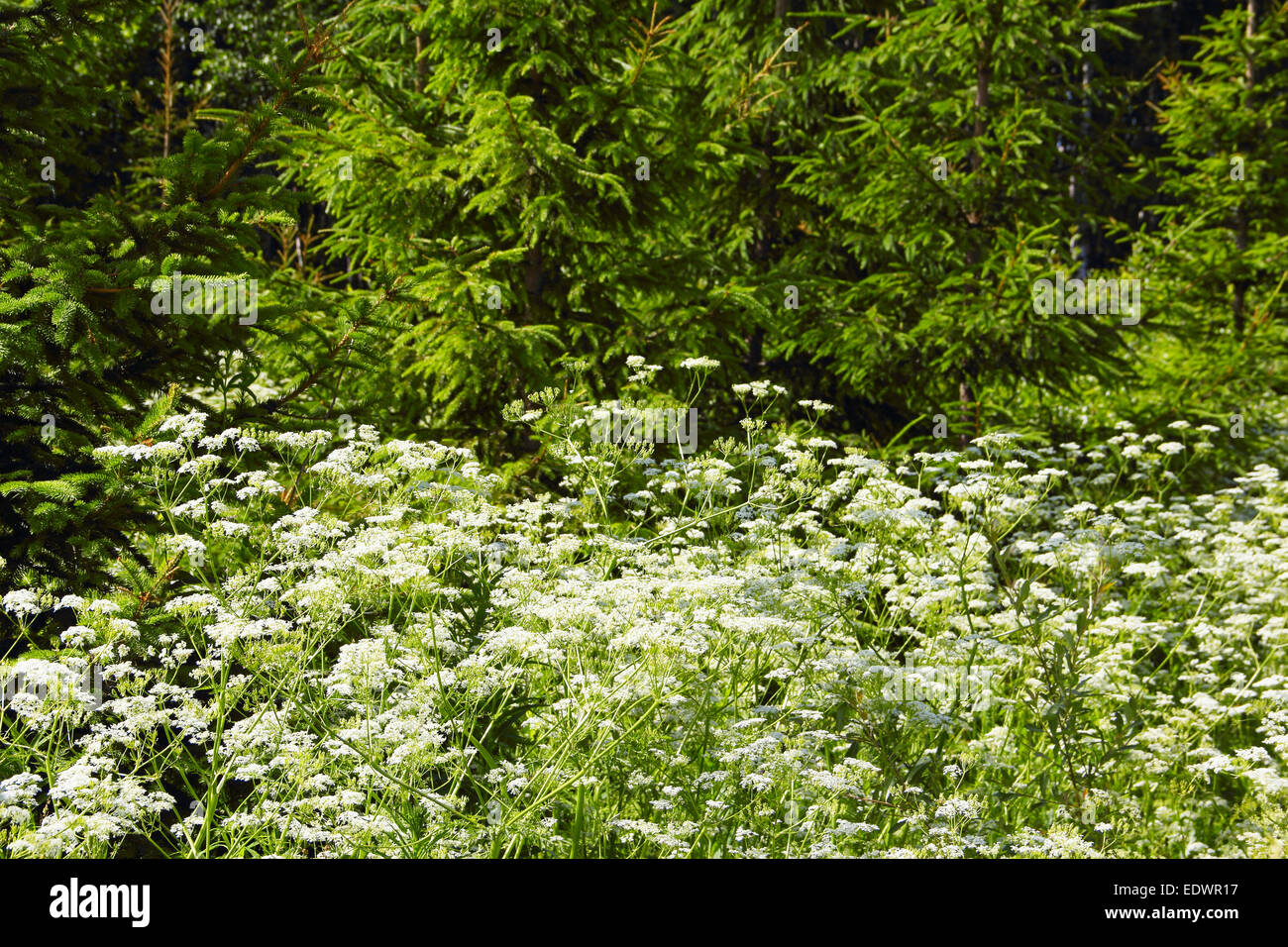 Wild white flowers in summer fir forest Stock Photo - Alamy