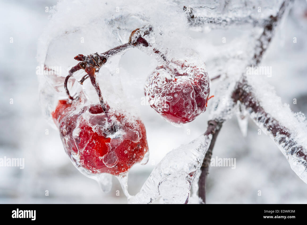 Red crab apples frozen and covered with ice on snowy branch in winter ...