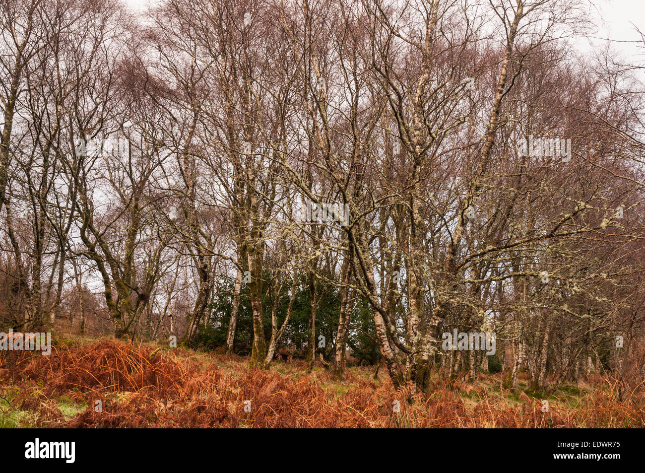 Silver Birch Trees, Betula pendula, in winter amongst the ferns in ...