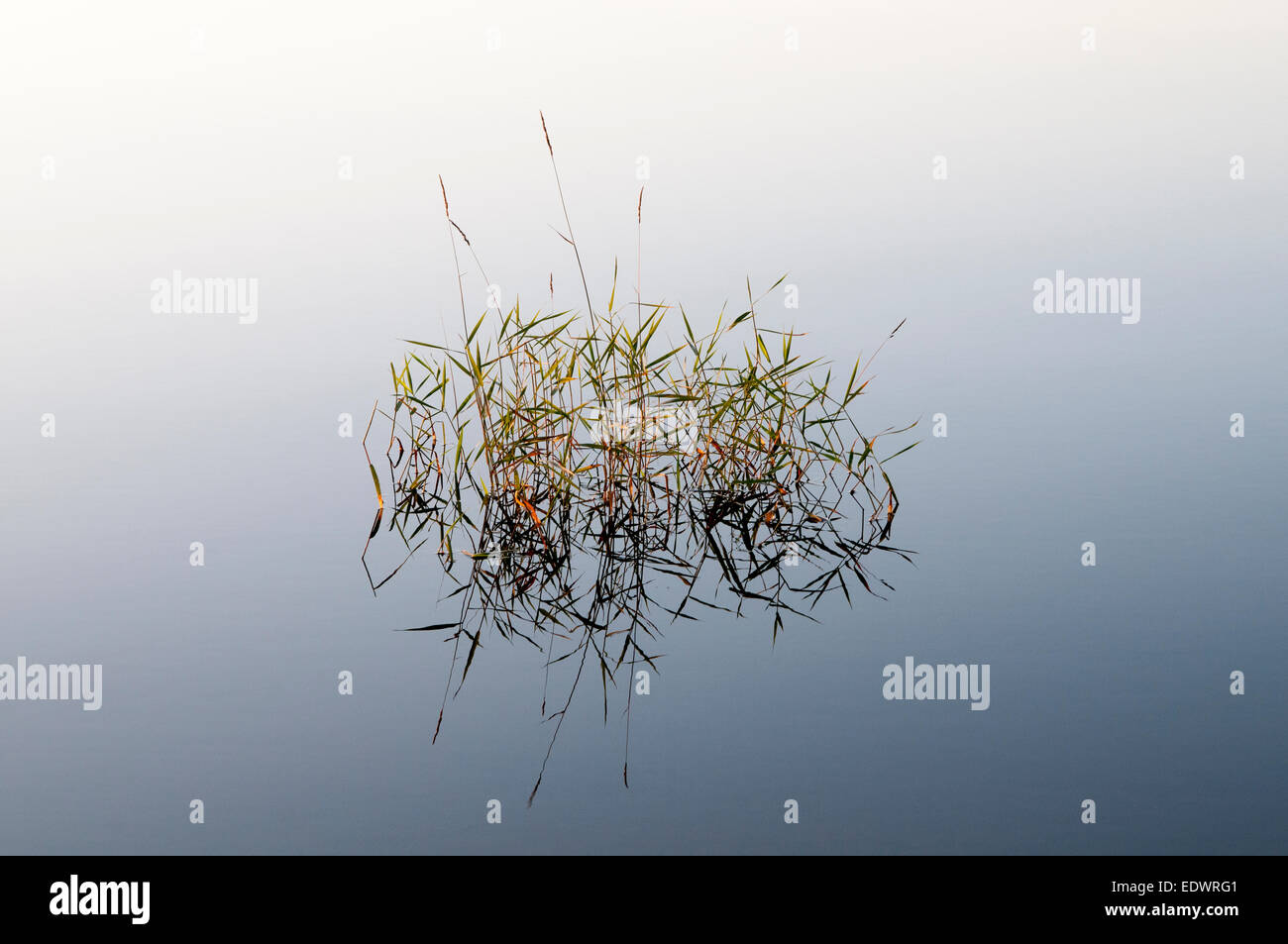 Closeup of grass growing in Swedish lake during the summer Stock Photo ...