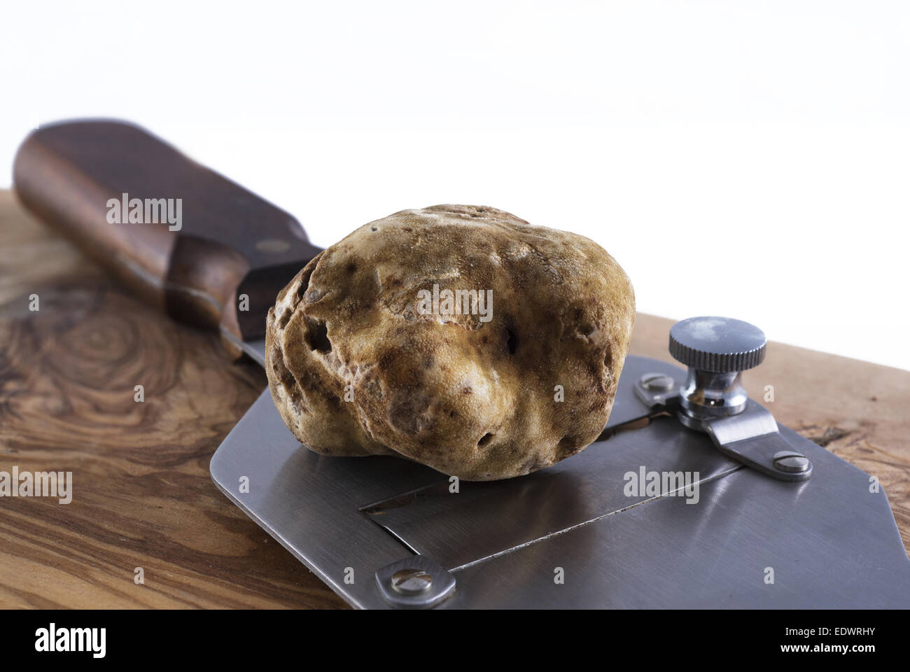 expensive white truffle from Alba and steel slicer Stock Photo - Alamy