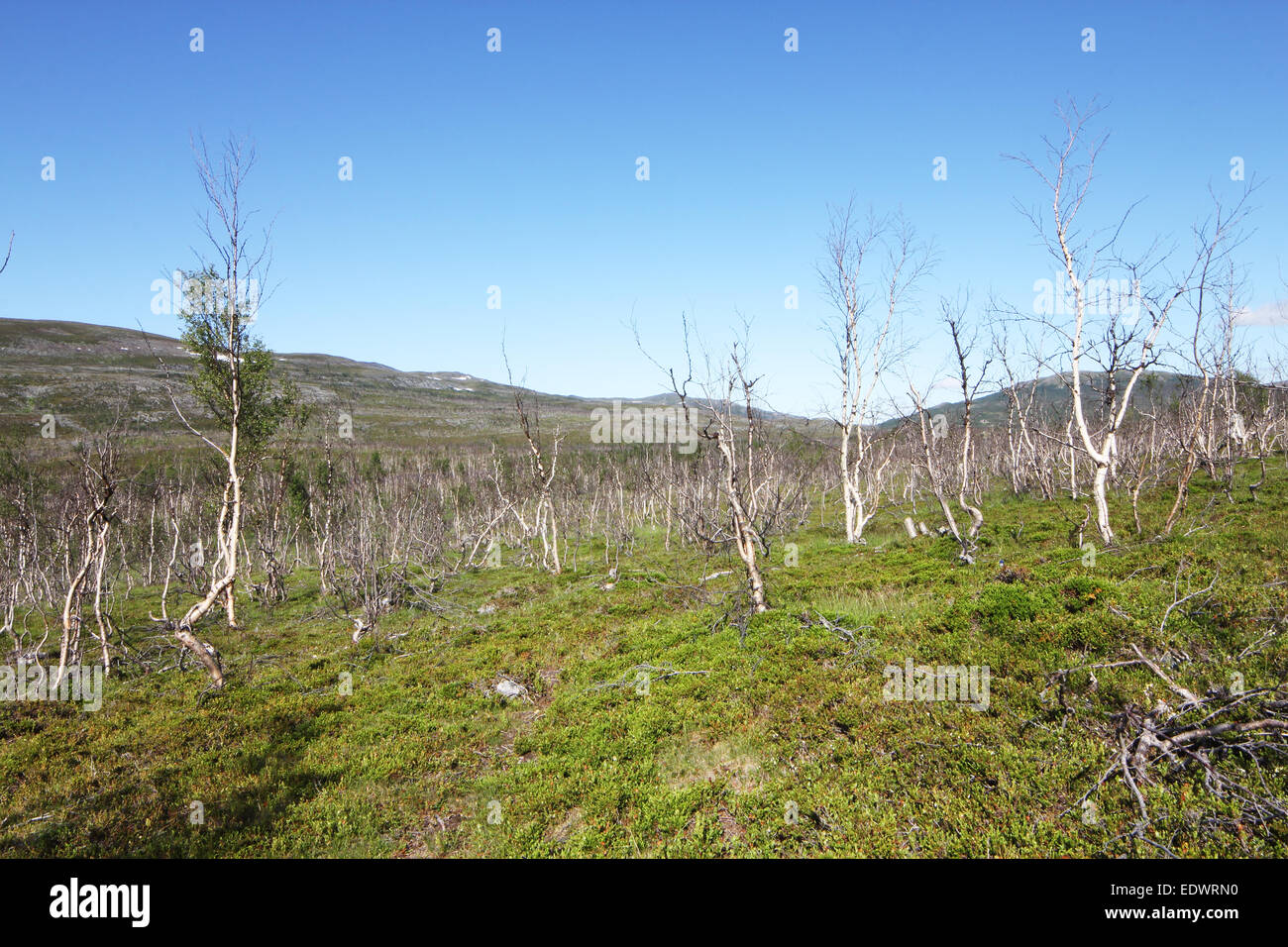 Tundra Landscape with trees and hills in northern Norway Stock Photo ...