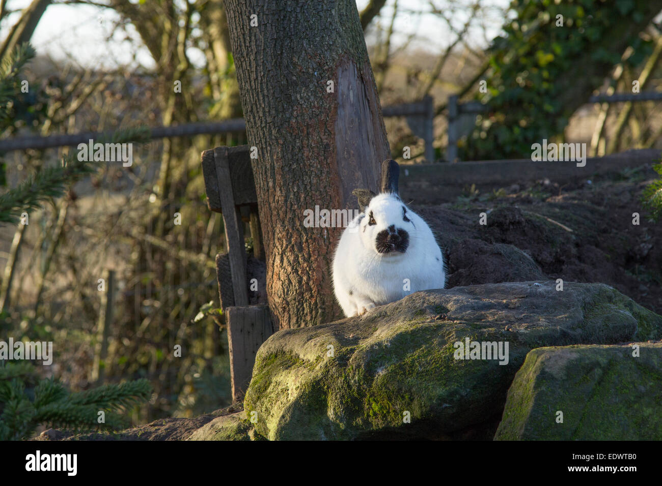 Very calm rabbit hi-res stock photography and images - Alamy