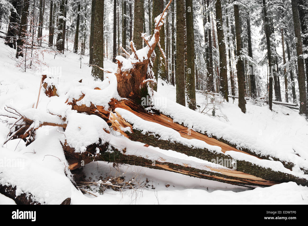Tree root fallen pine tree hi-res stock photography and images - Alamy
