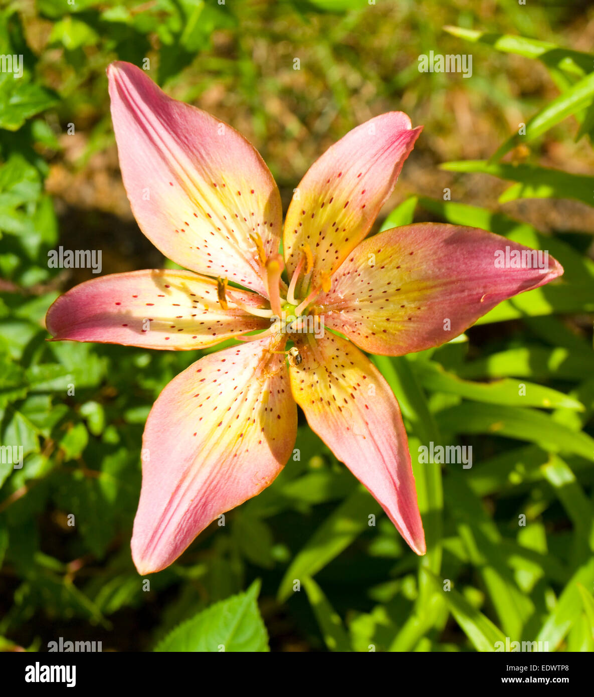 One big lily of pink colour in garden Stock Photo - Alamy