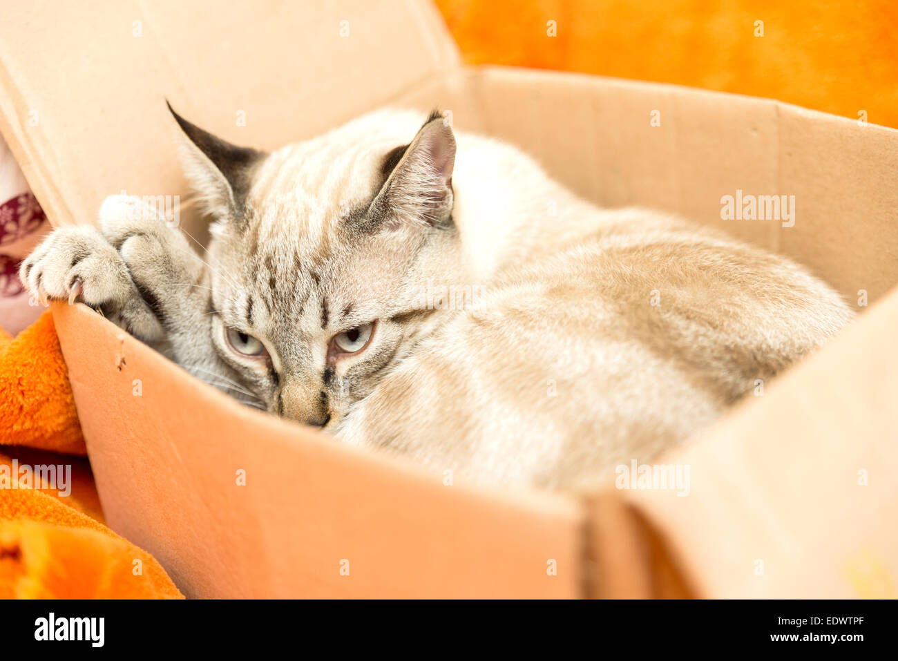 Photo session cat hi-res stock photography and images - Alamy